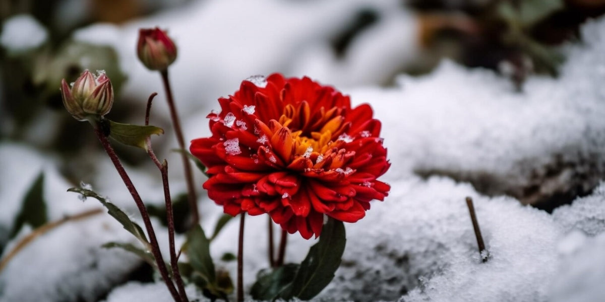The Best Winter Plants: 7 Types That Survive Freezing Weather