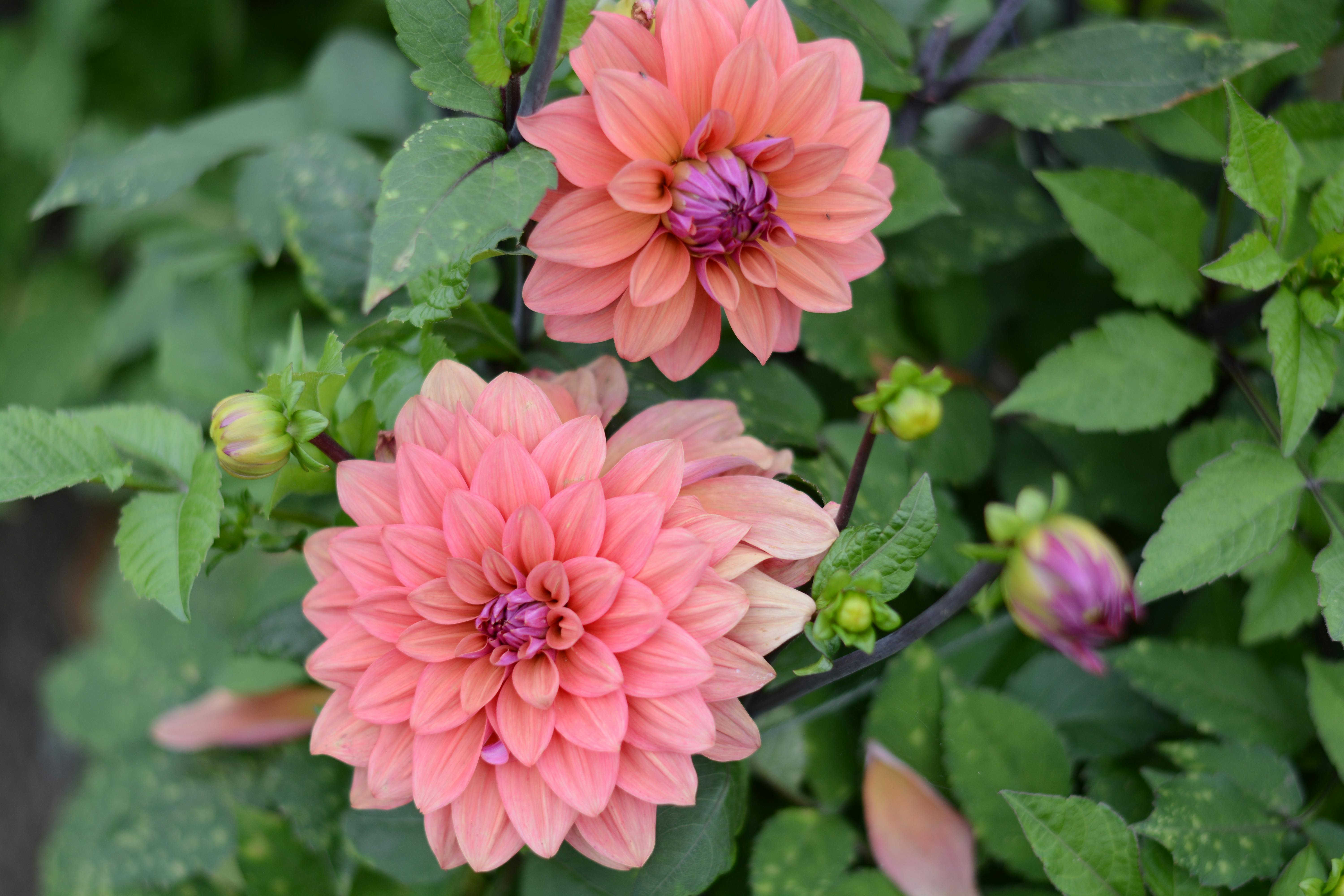 Seasonal Flowers & Plants Guide | Terra Flowers Ottawa