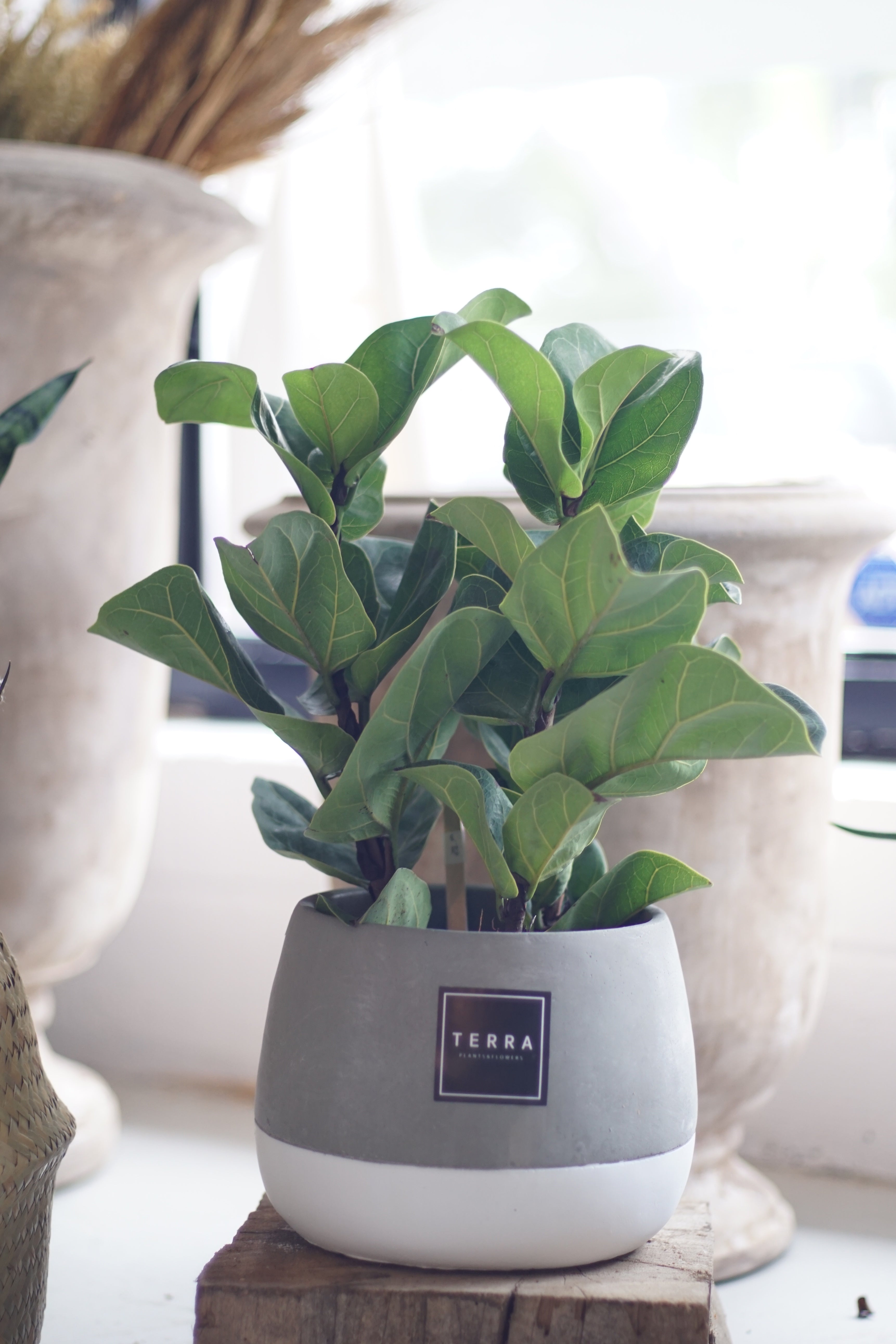 Online Plant Delivery Ottawa | Terra Plants & Flowers – tagged "indoor ...