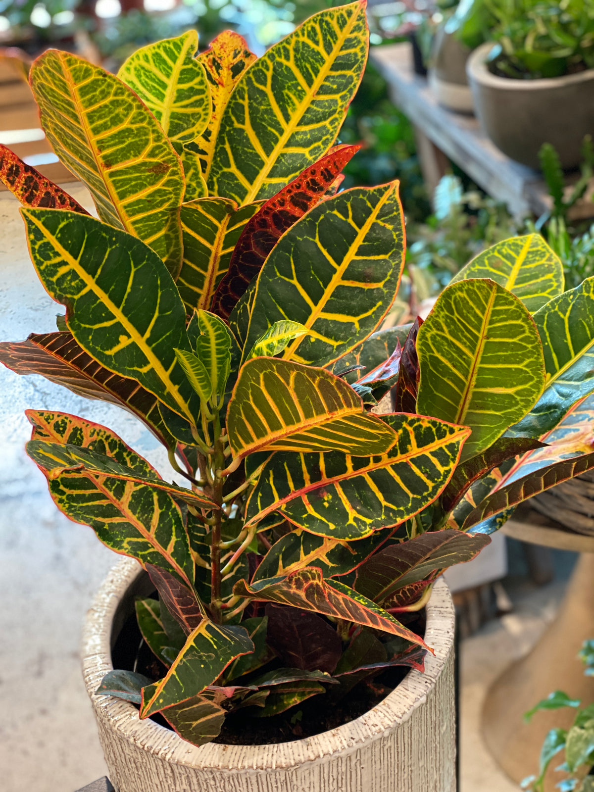 Croton