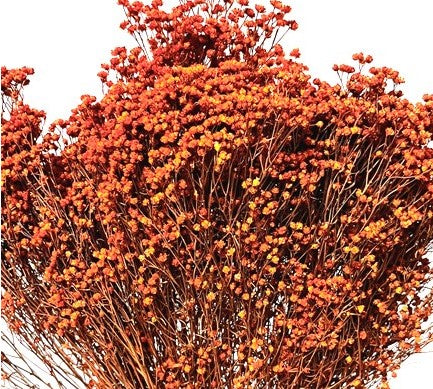 Broom Bloom 17"